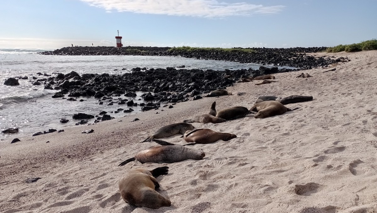Équateur : les îles Galápagos – Glott' Trotteuse